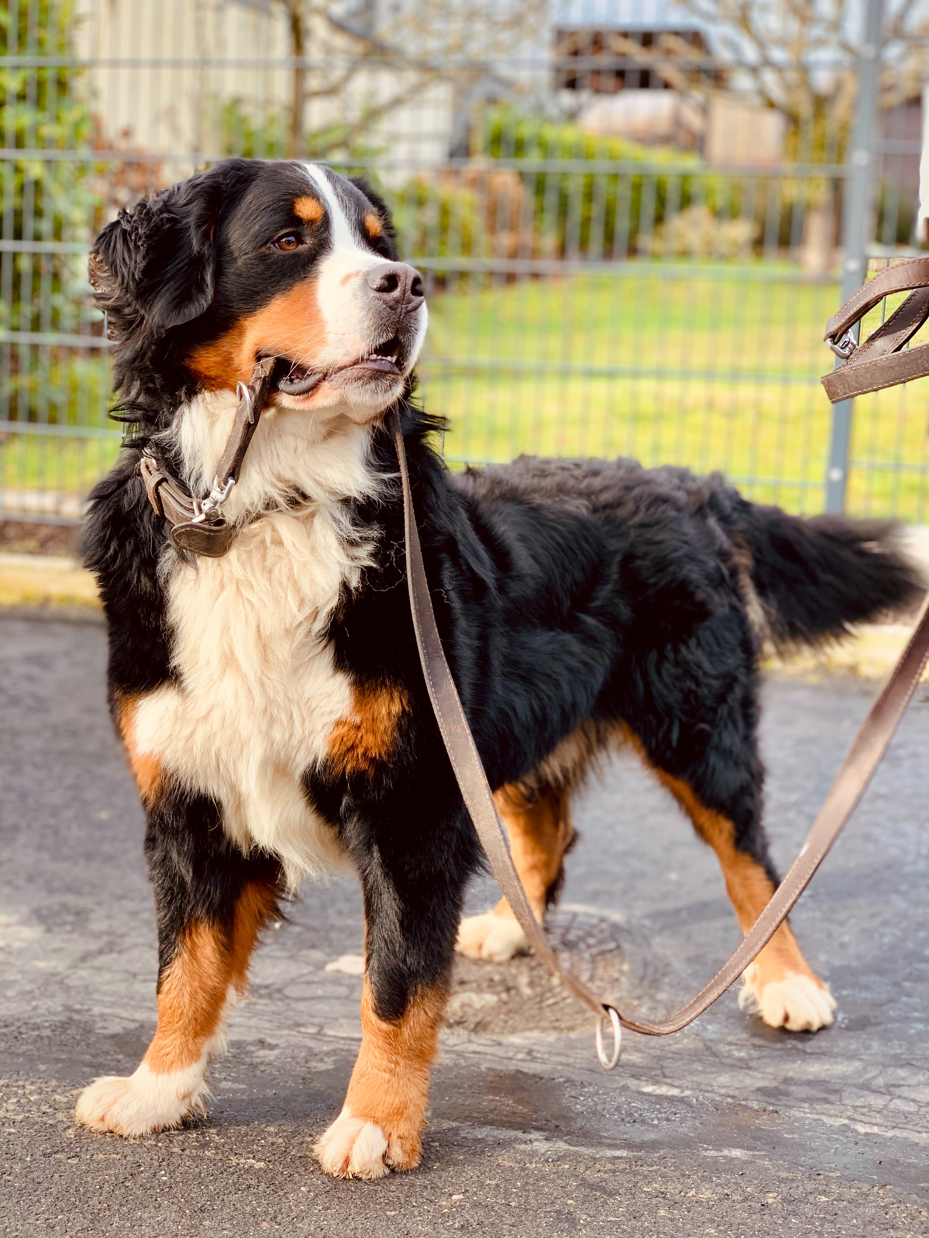 Rules Of How To Walk Your Dog Good Dog Swag Rules Of How To Walk Your Dog Good Dog Swag