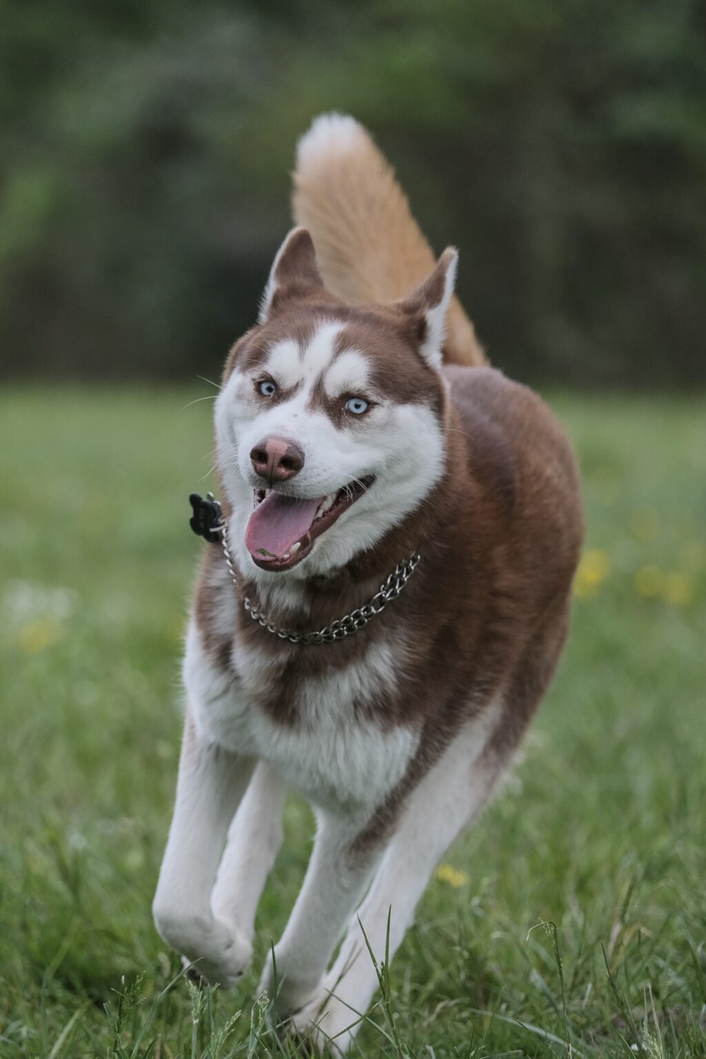 Why is My Dog Sneezing A Lot?