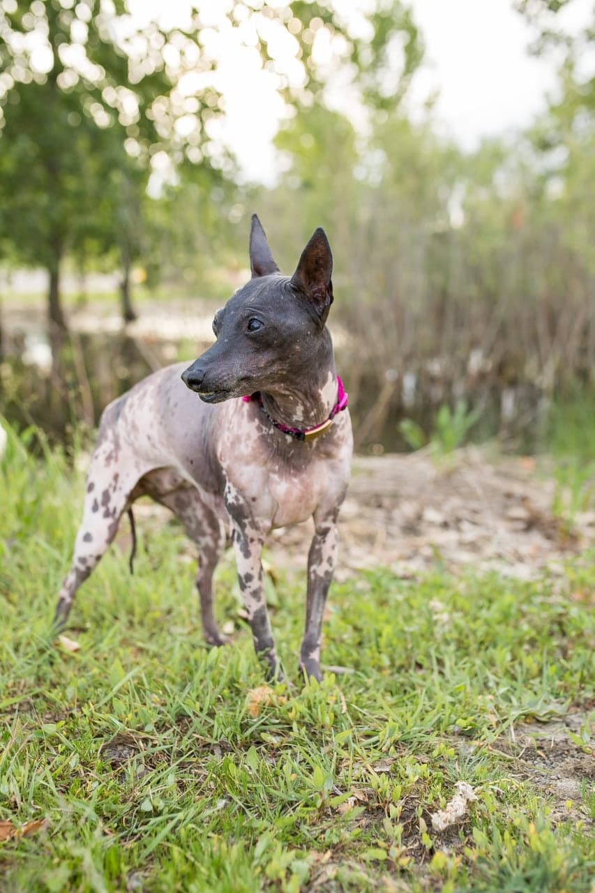 The Benefits of Owning a Hairless Dog - Gooddogswag