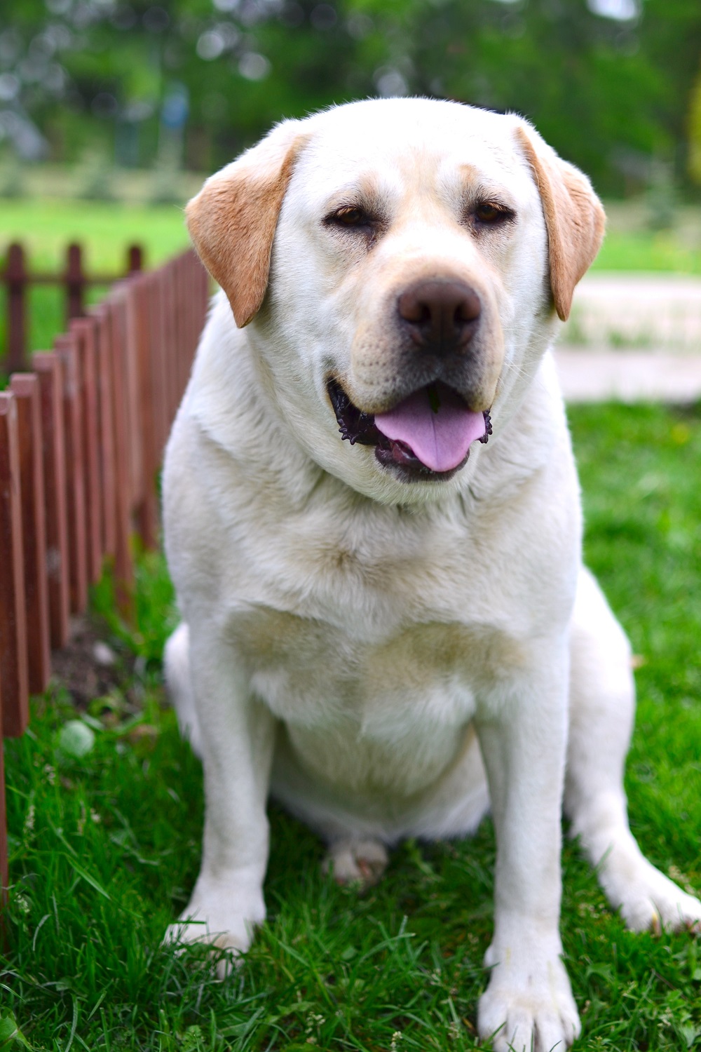 Benefits and Pitfalls of Dogs with Floppy Ears