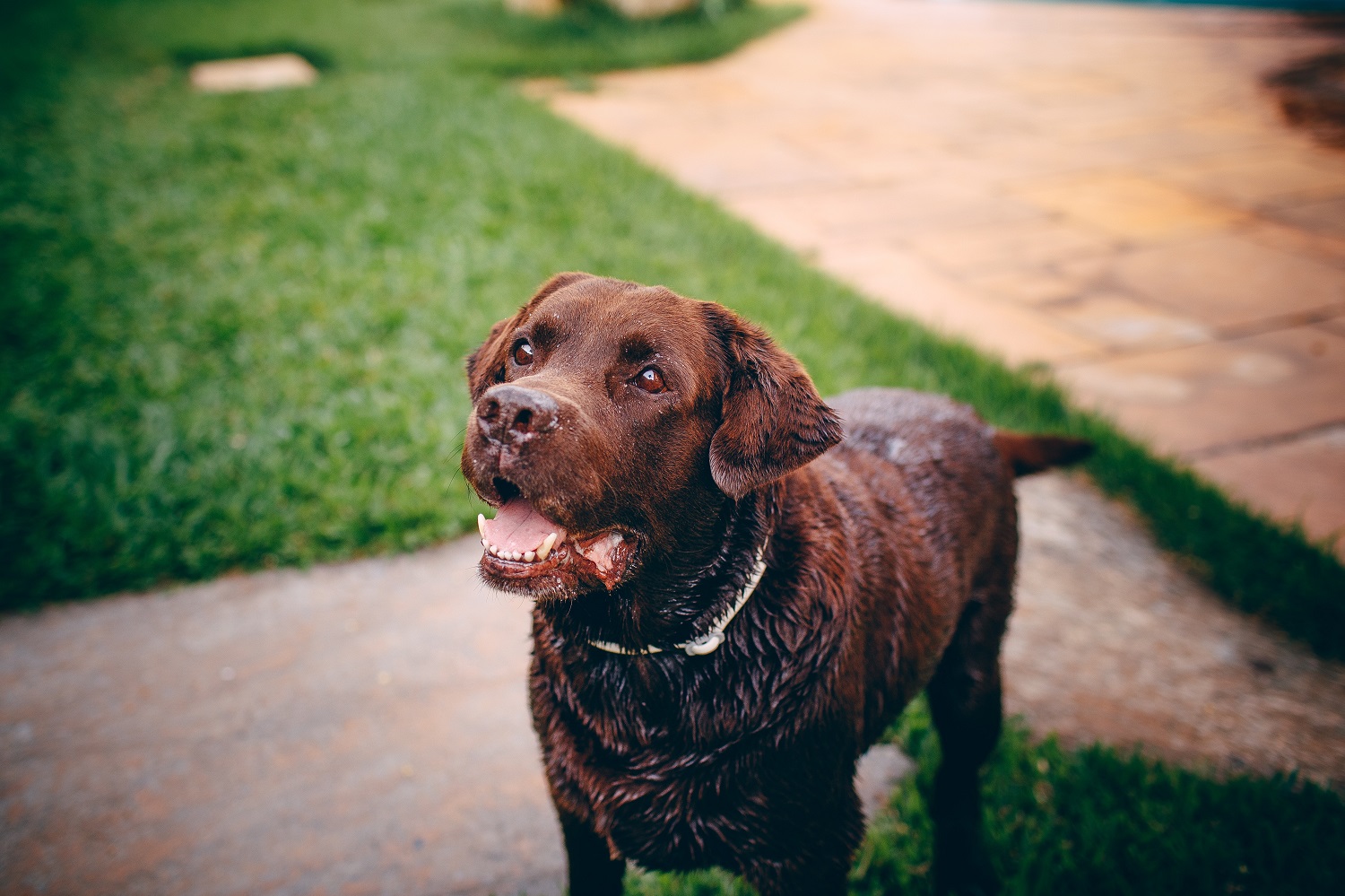 Benefits and Pitfalls of Dogs with Floppy Ears
