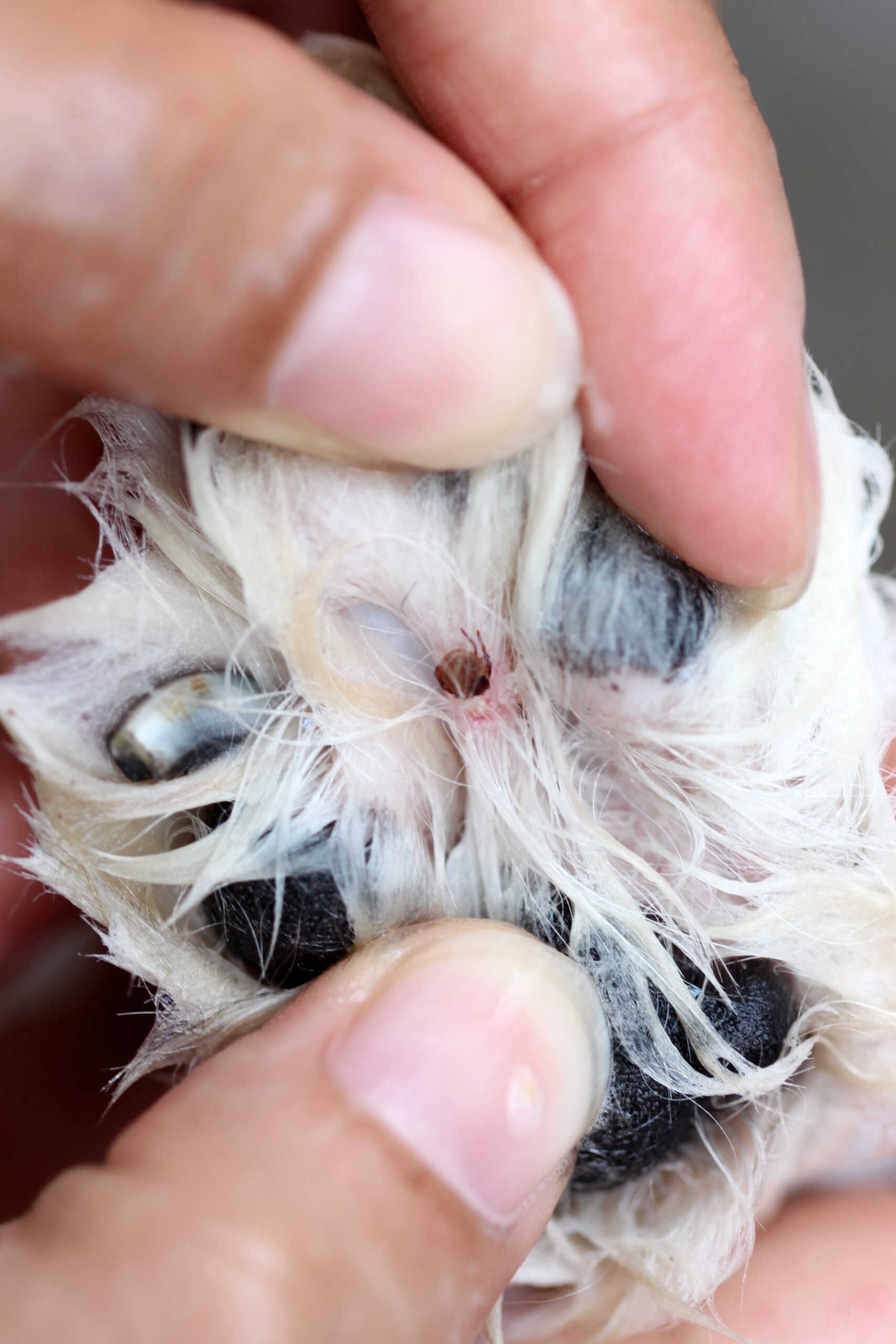 How to Remove a Dried Dead Tick on Dogs
