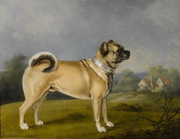 The Pug Skull: All About This Brachycephalic Dog