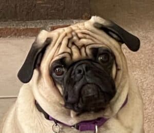 The Pug Skull: All About This Brachycephalic Dog