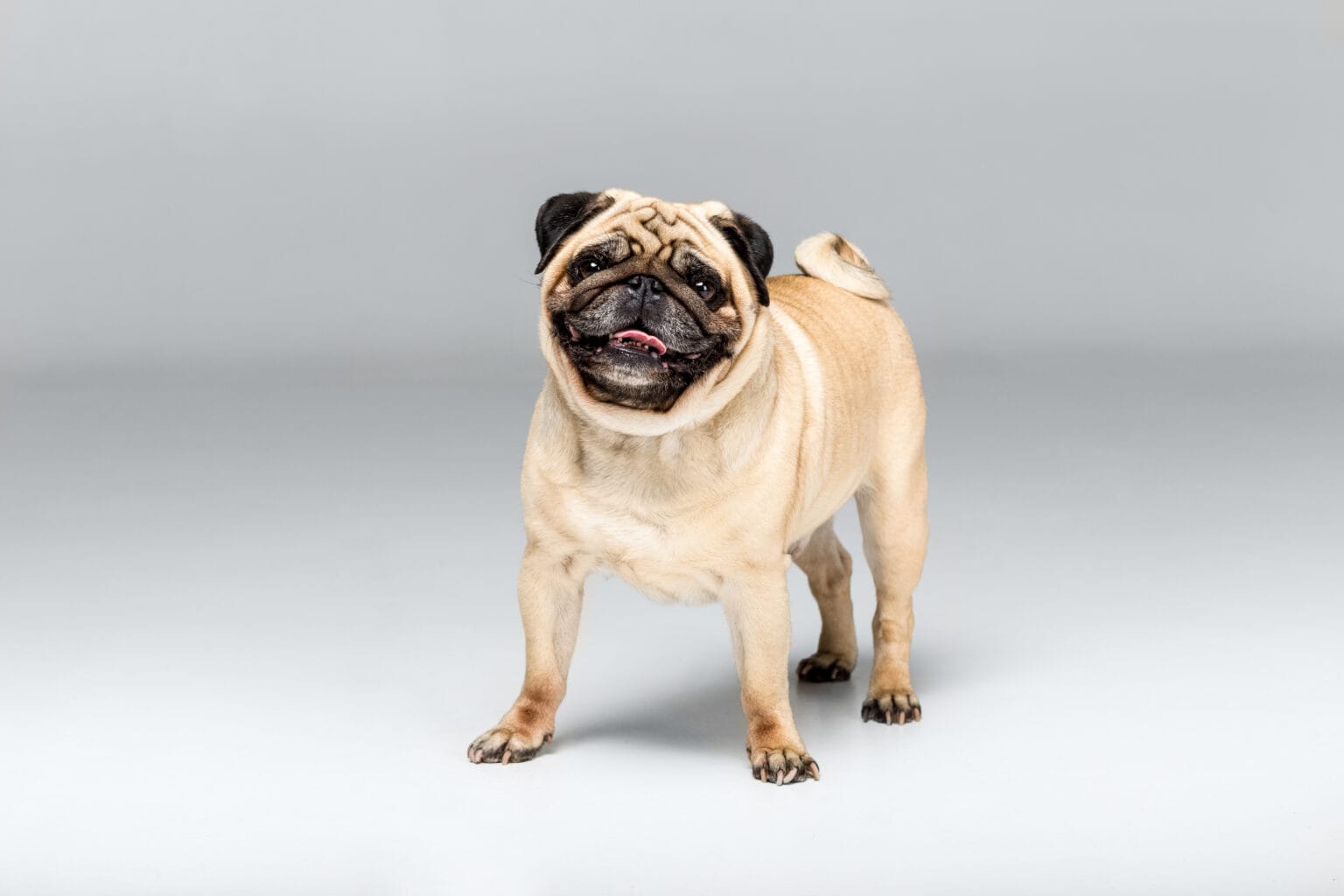 The Pug Skull: All About This Brachycephalic Dog