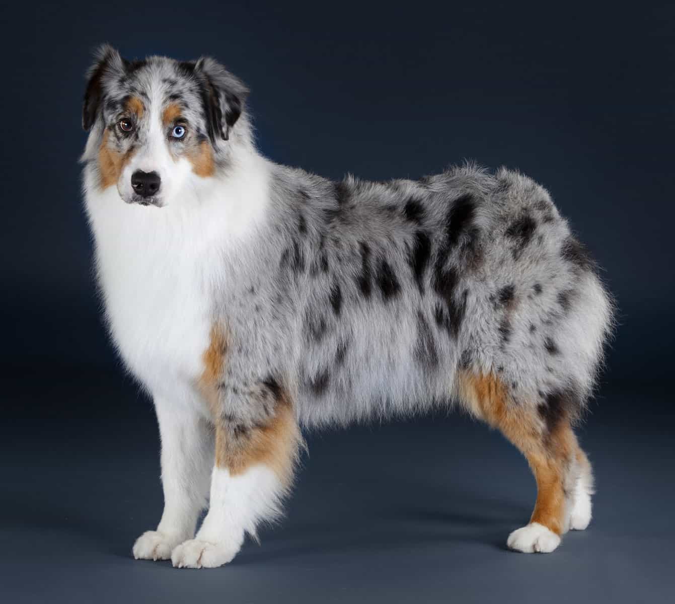 Blue Merle Australian Shepherd: Everything You Need to Know
