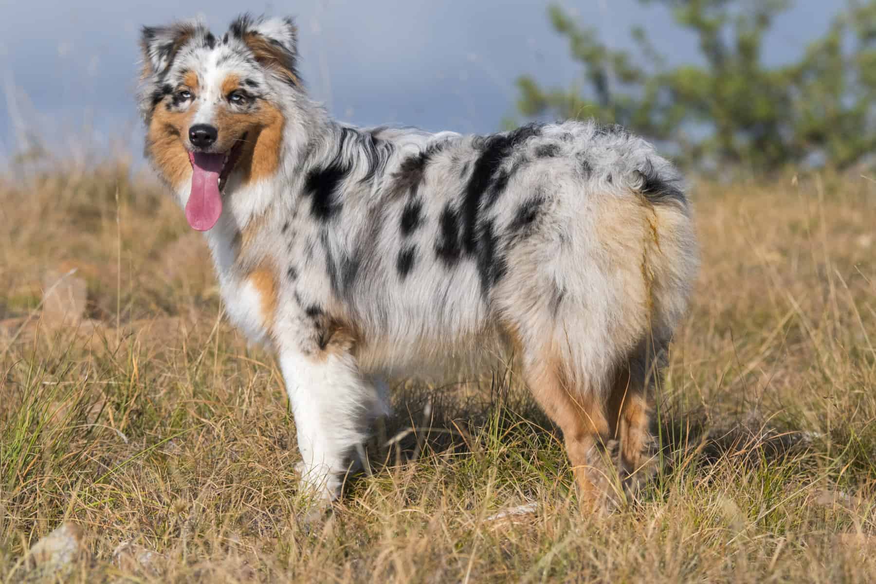 Blue Merle Australian Shepherd: Everything You Need to Know